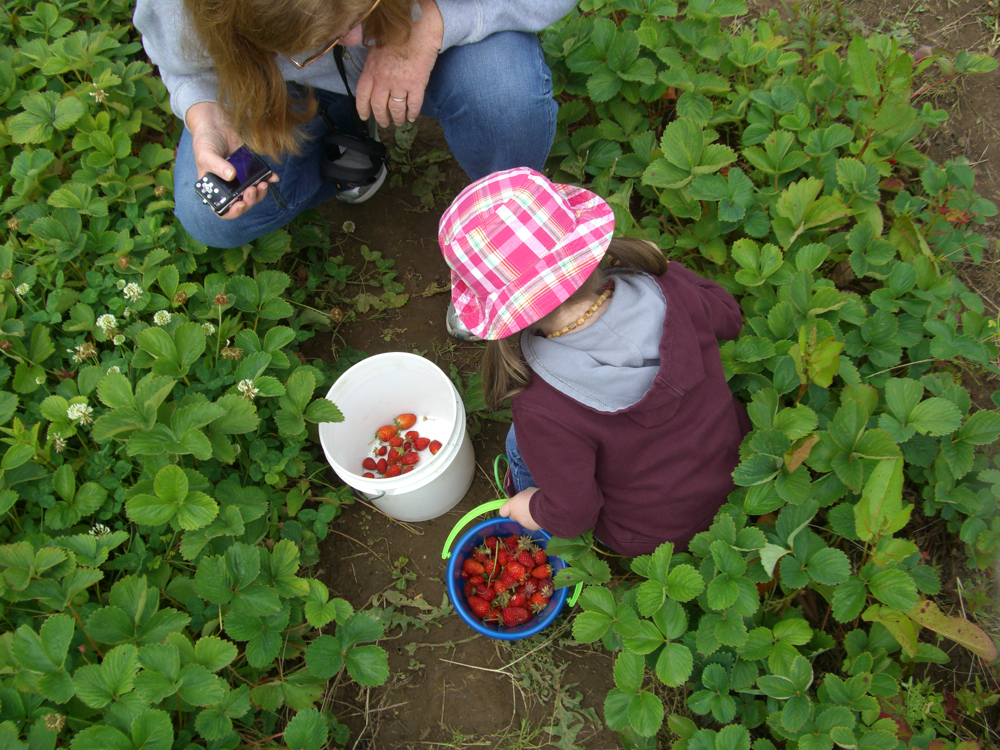 Berry Picking - The Caterpillar Years